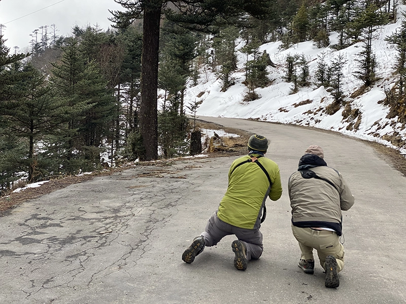 Birding Tours in Bhutan, Packages, Birdwatching Trips Excursions